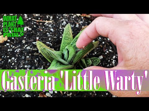 Gasteria 'Little Warty' - Has thick, stiff, dark green leaves marked with white spots