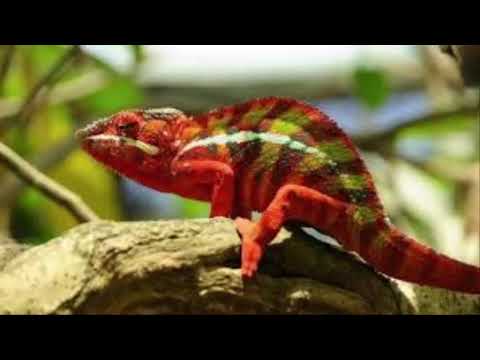 DEFINITION OF ENDEMIC SPECIES WITH EXAMPLES IN HINDI
