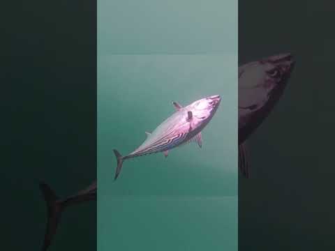 Skipjack Tuna fish on! Underwater camera. Beat Canada! And keep skipjack, it’s delicious smoked!