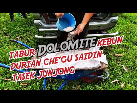 Tabur DOLOMITE Kebun Durian Che'gu Saidin, Tasek Junjong / Cara Suburkan Tanah / Naikkan PH Tanah