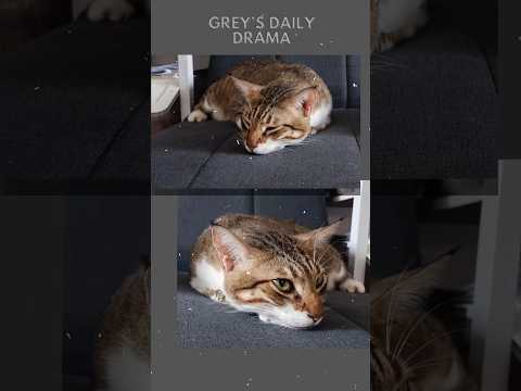 Grey The Judgy Cat