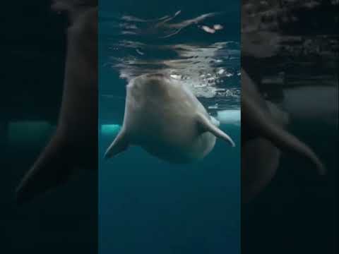 Harp Seal Pup β Cutest Snow Baby on Earth!