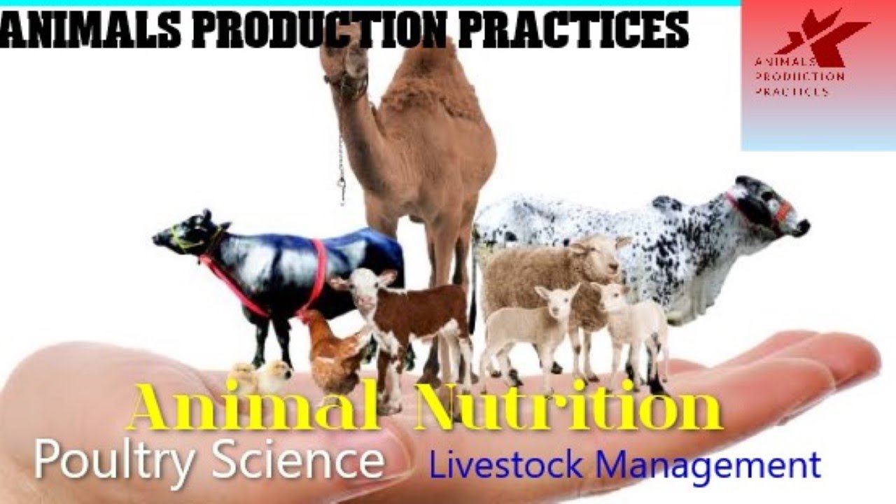 Intro to Animals Production Practices