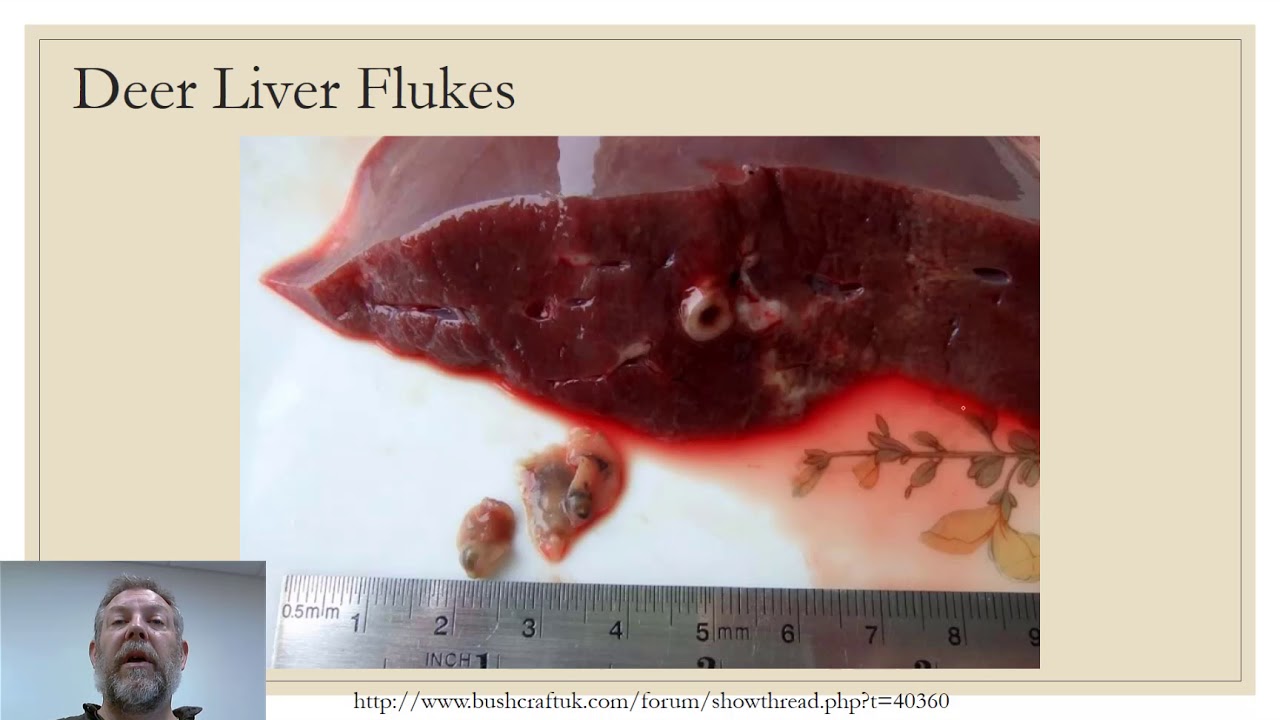 Zoology Lab 07 - Flatworms Part 2