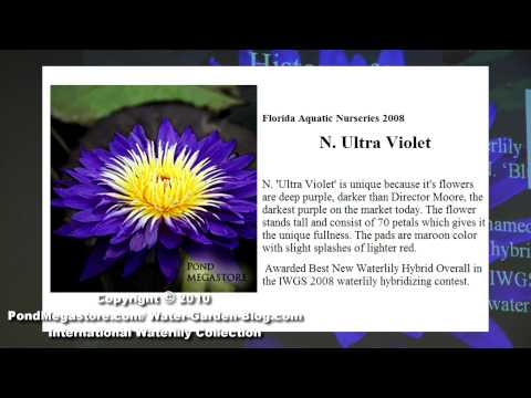 Brandon McLane presentation on waterlily hybridization PART 1 Florida Aquatics History