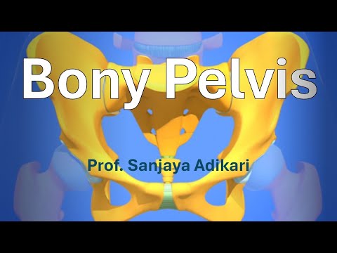 Bones and joints of the pelvis