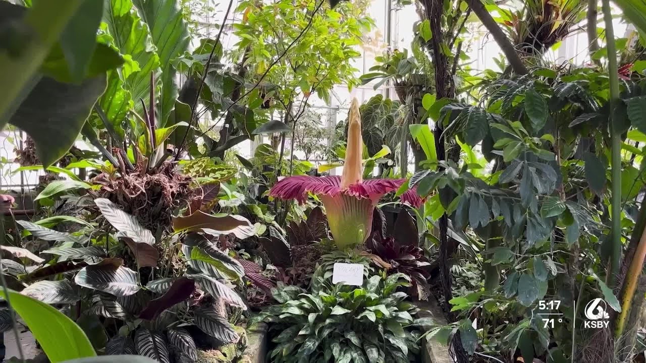 Giant corpse flower blooms at Cal Poly