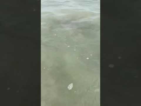 Port Mansfield, TX. 6# Release