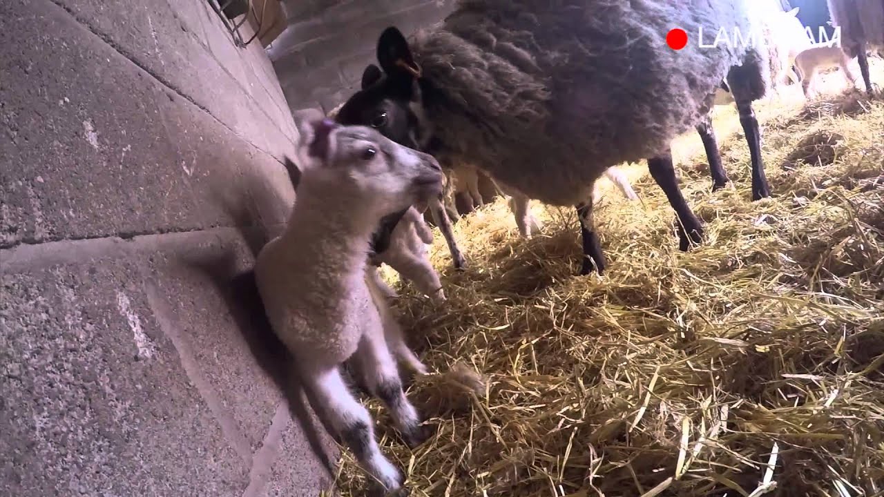 Reaseheath Lambing Weekends - Larry's Lamb Cam
