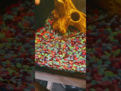 Feeding the young bristlenose plecos. There are blue eyed lemons,common,L397,and 2 L333 plecos.