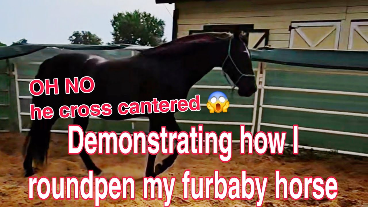 Every barn should have a round pen! I love them. ♥️ 