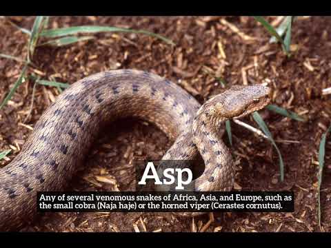 What is Asp? | How Does Asp Look? | How to Say Asp in English?