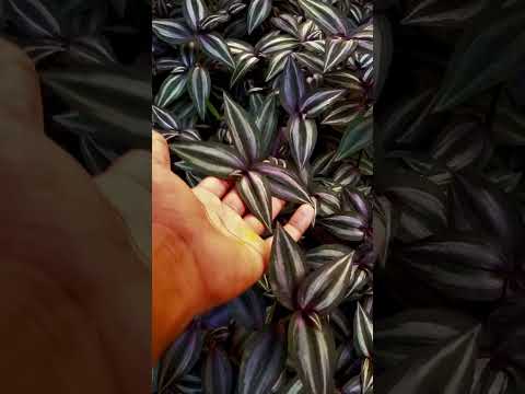 Wandering Jew Plant Care: Growing Tradescantia Zebrina