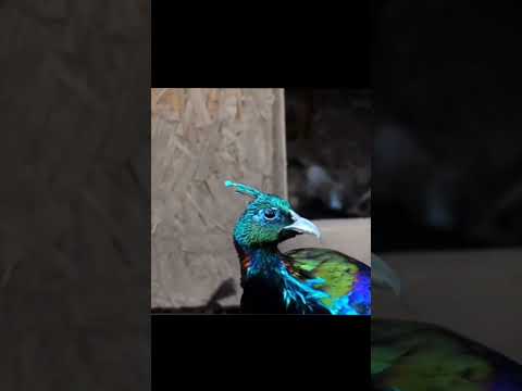 The magnificence of ornamental and exotic pheasants. #shorts #subscribe #splittintrackspheasantry #1