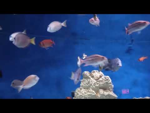 SC Aquarium, Charleston. #photography #travel #fish #attractions