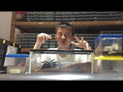 Yuk mengenal Tarantula