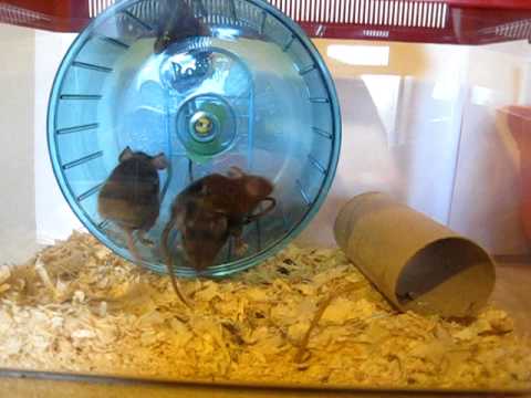 Baby mice learning to use an exercise wheel :).