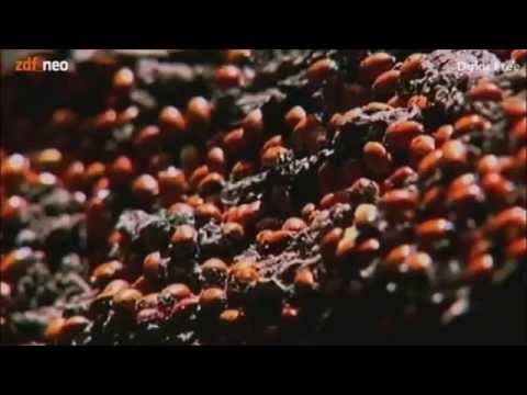 ZDFneo - Verrückte Natur - Teil 1