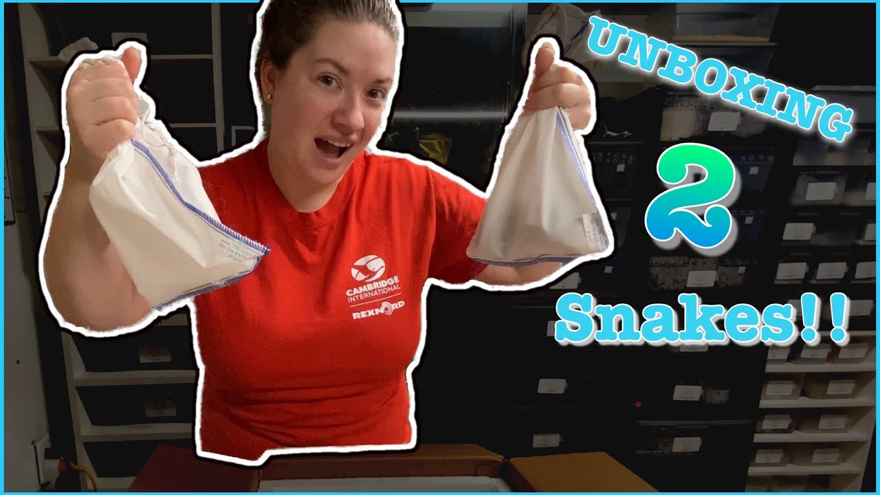 Another Ball Python Unboxing!!! | 2 Snakes from Exquisite Exotics!
