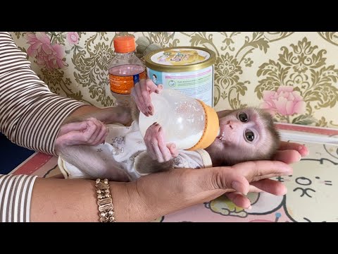 Most Adore Gesture BB DORN Sleep On Mom's Palm Drink Milk