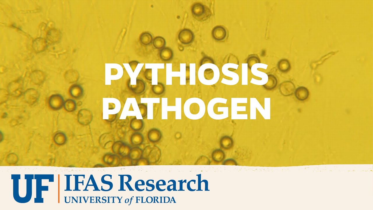 UF/IFAS Research | Studying the Pythiosis Pathogen