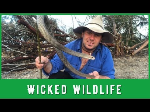 The Eastern Brown Snake