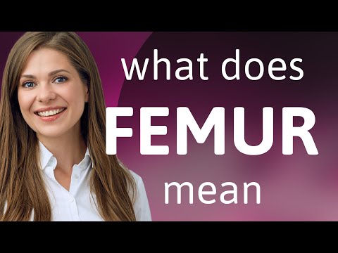 Femur — FEMUR definition