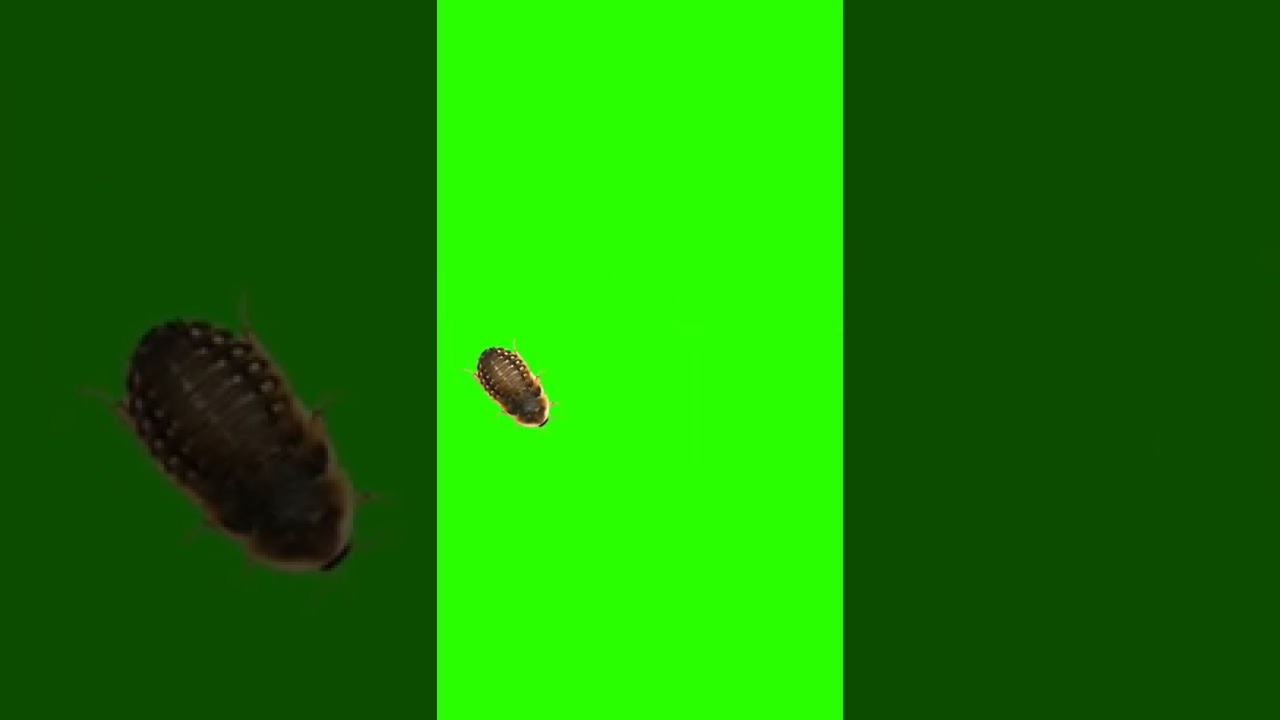 Bed Bug On Green Screen VFX