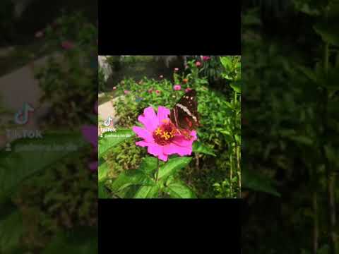 La Causalidad se puso el disfraz de una #Mariposa... #AdmiraLaVida #tiktok