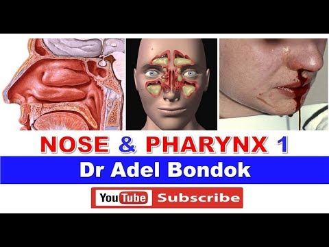 Anatomy of the Nose, Nasoharynx and Oropharynx, Dr Adel Bondok