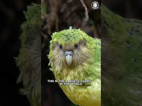 Kakapo 🦜 The Largest Parrot in the World!