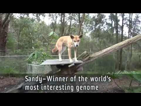 Sandy the dingo wins world’s most interesting genome competition