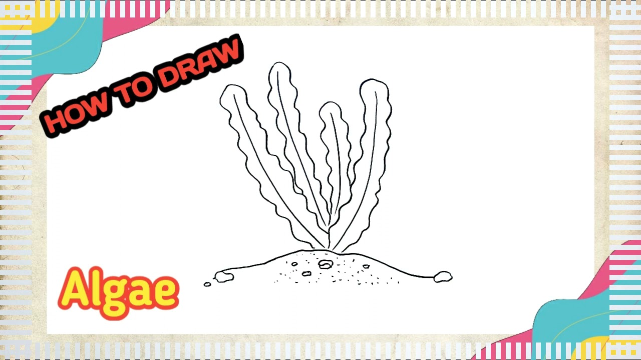 How to Draw Algae