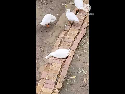 White Domestic Ducks, Likely of the American Pekin or (Aylesbury Breed).