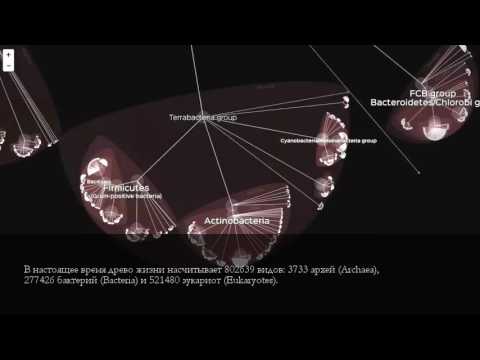 Presentation of Lifemap