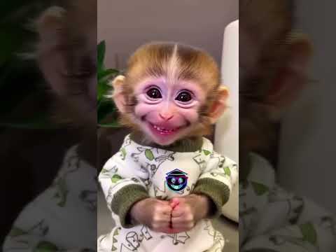 Cute baby monkey smile ๐ #youtubeshorts #shortsfeeds
