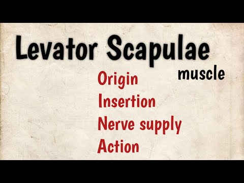 Levator Scapulae muscle Origin, insertion, Nerve supply, Action @physioguidebydivyaA