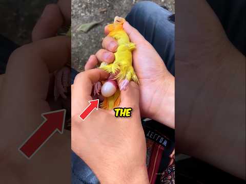 Parrot Laying Eggs... π¦