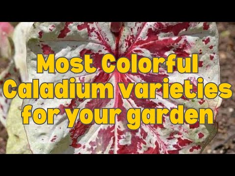 Most Colorful Caladium varieties for your garden to add drama