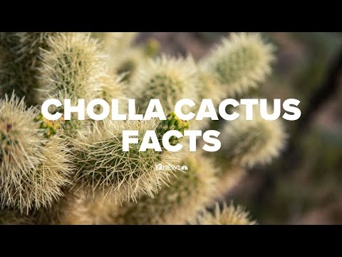 Horticulturist shares interesting facts about the 'Jumping Cholla' cactus