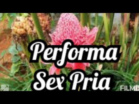 Combrang alias Honje Utuk Sex Kuat, Tahan Lama, Obat Batuk, Aroma Sedap @gurubangsa9617