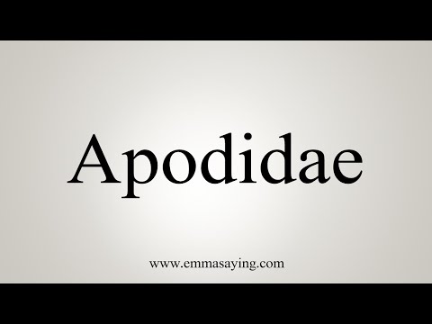 How To Say Apodidae