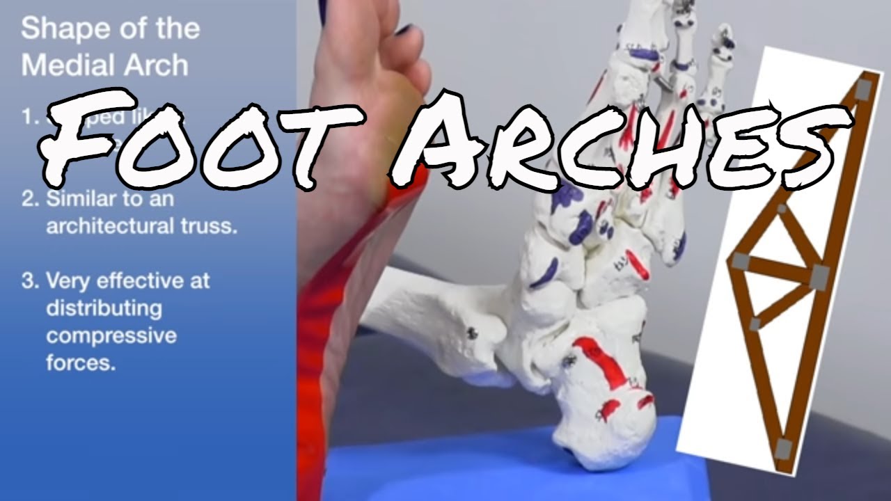 3 Arches of the Foot - Ask Dr. Abelson