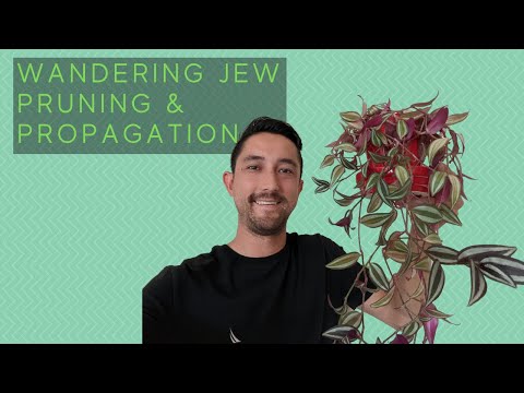 Propagating and Pruning Wandering Jew | Water vs Soil for Starting New Tradescantia Zebrina