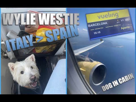 VUELING DOG IN CABIN 10KG : PALERMO TO BARCELONA : PET FRIENDLY AIRLINE