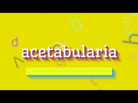 How to say "acetabularia"! (High Quality Voices)