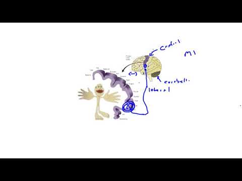 Week 13 8 Motor Cortex Homunculus