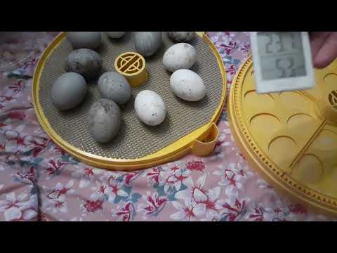 Hatching Duck Eggs - Lockdown At Day 25 For Duck Hatching Eggs