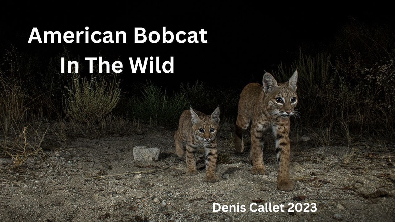 The Elusive American Bobcat