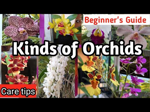 Kinds of Orchids / Klase ng Orchids - Beginner's Guide with care tips